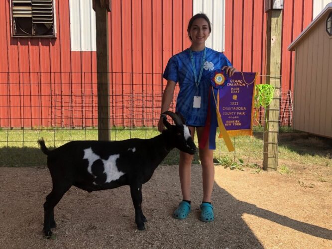 Goat show results announced from fair | News, Sports, Jobs - Observer Today